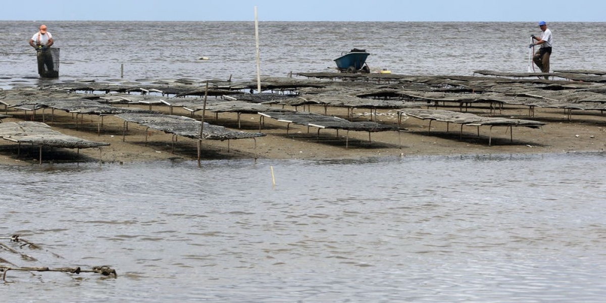 Regional Shellfish Seed Biosecurity Program – A collaboration of ...